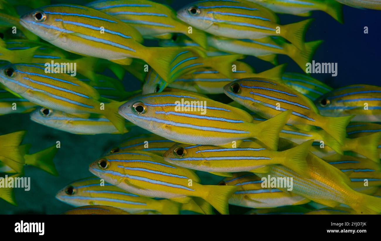 Common bluestripe snapper lutjanus kasmira hi-res stock photography and ...