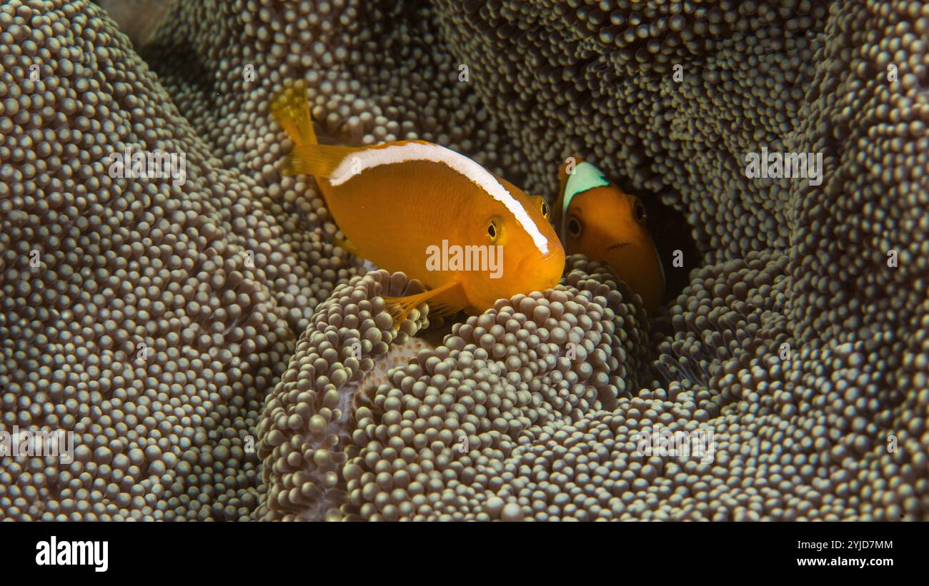 White bonnet anemonefish hi-res stock photography and images - Alamy