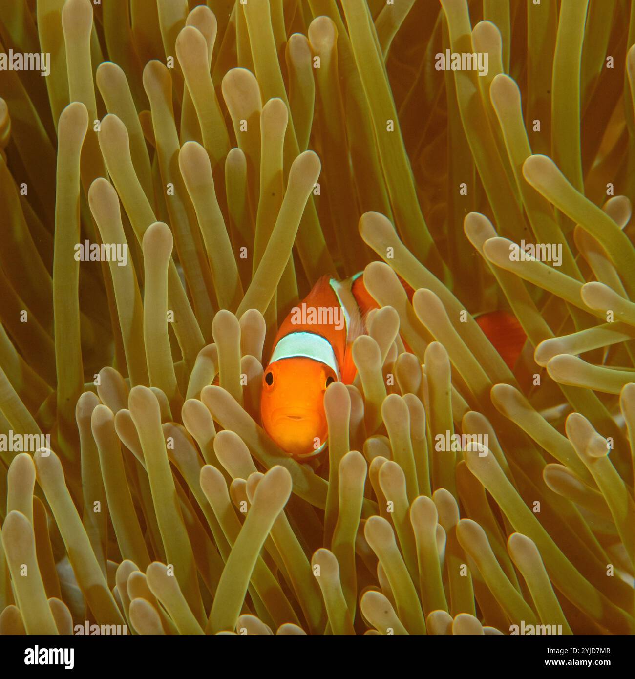 western clownfish raja ampat Stock Photo - Alamy