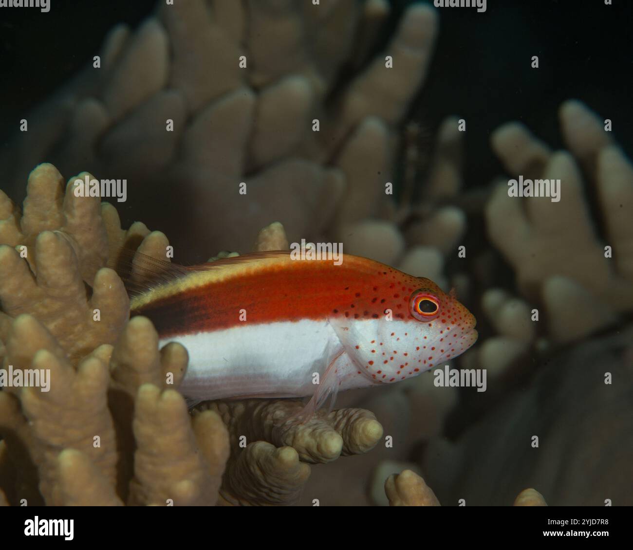 Black sided hawkfish freckled hi-res stock photography and images - Alamy