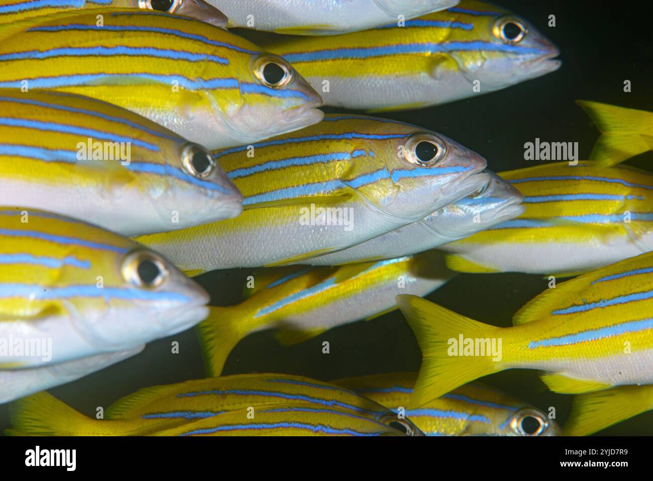 Common bluestripe snapper lutjanus kasmira hi-res stock photography and ...