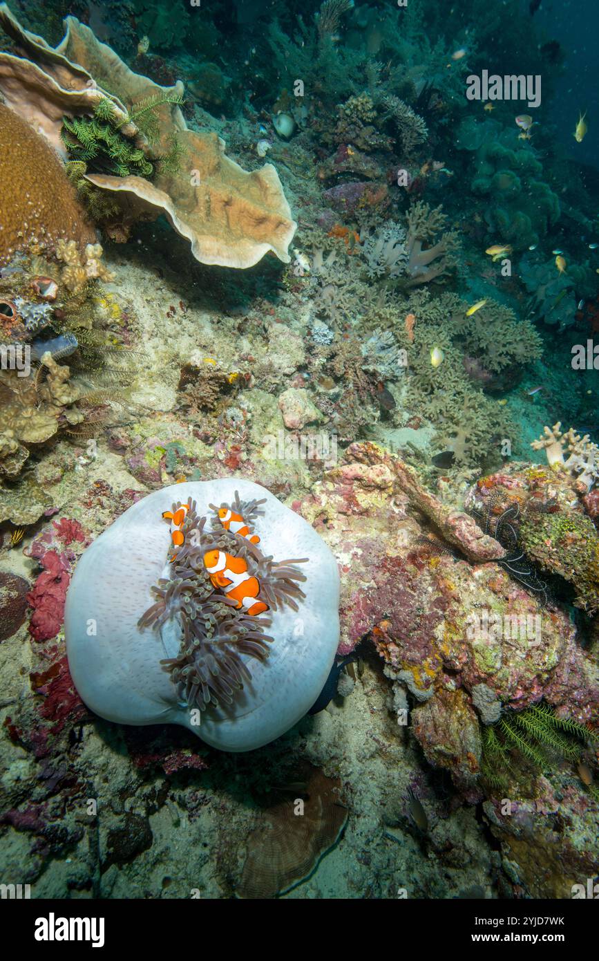 anemone and clown fish raja ampat Stock Photo - Alamy