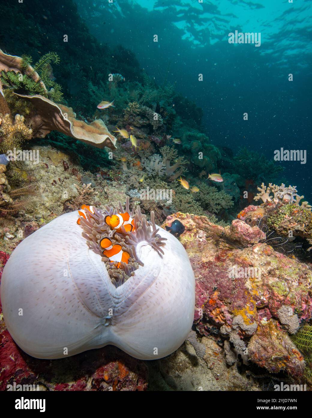 anemone and clown fish raja ampat Stock Photo - Alamy