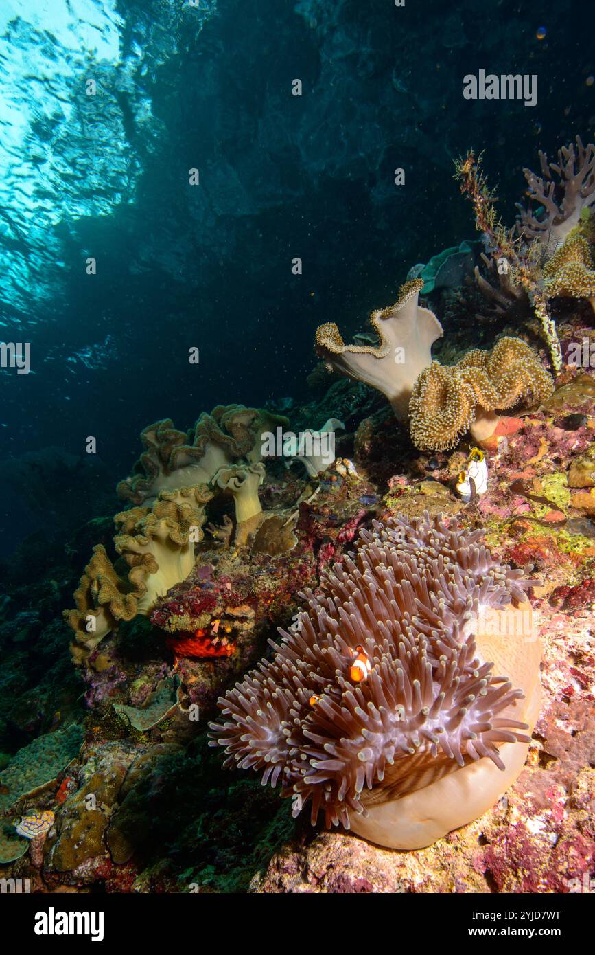 anemone and clown fish raja ampat Stock Photo - Alamy