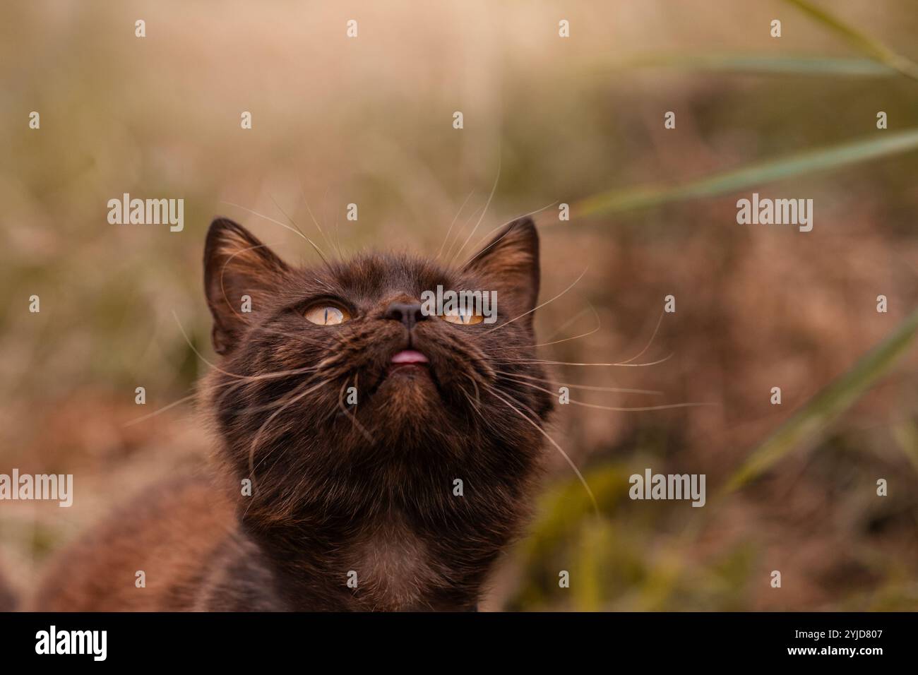 Beautiful red british shorthair hi-res stock photography and images - Alamy