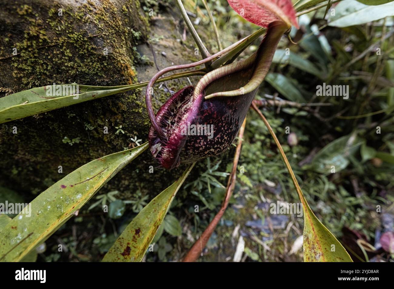 Insect trap pitcher plant in Borneo rainforest Malaysia Stock Photo - Alamy