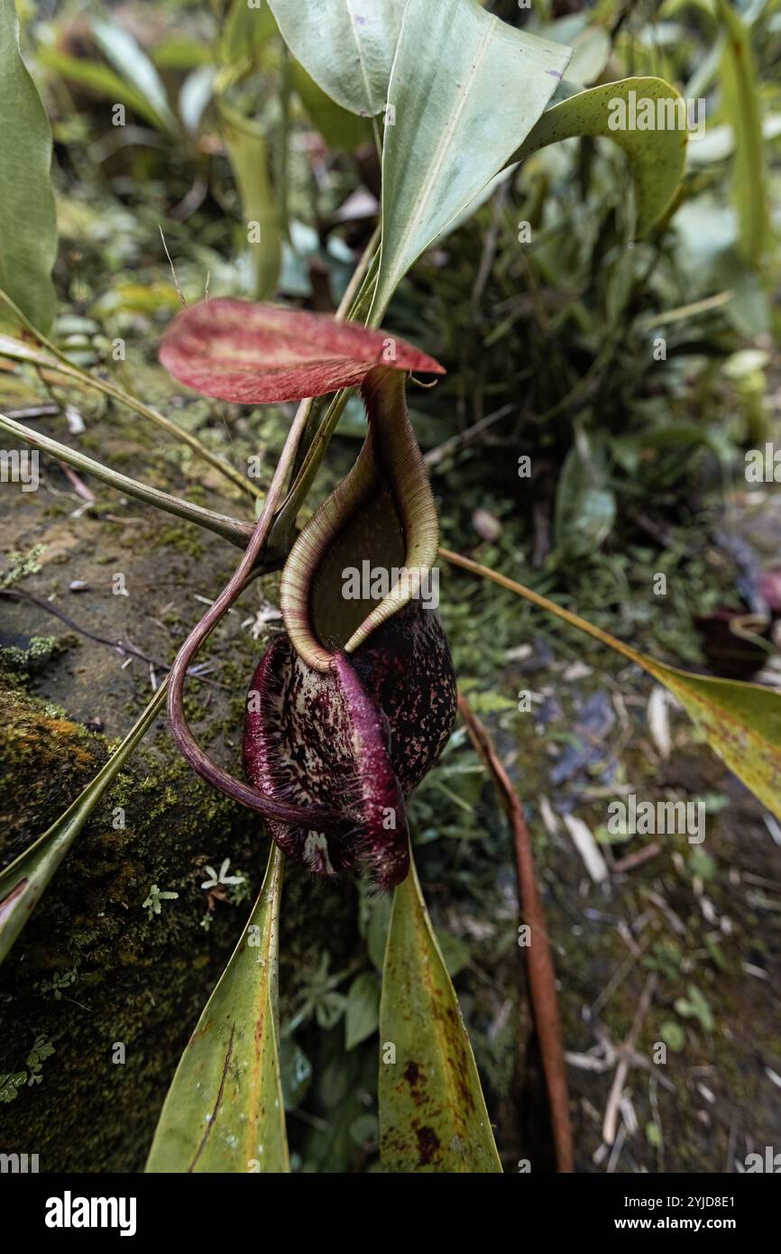 Insect trap pitcher plant in Borneo rainforest Malaysia Stock Photo - Alamy