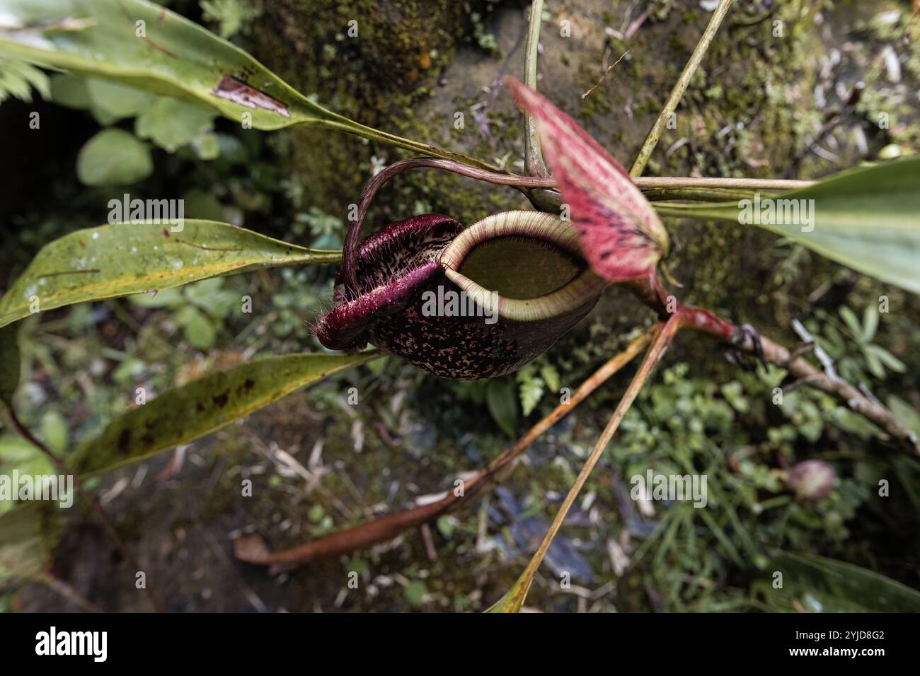 Insect trap pitcher plant in Borneo rainforest Malaysia Stock Photo - Alamy