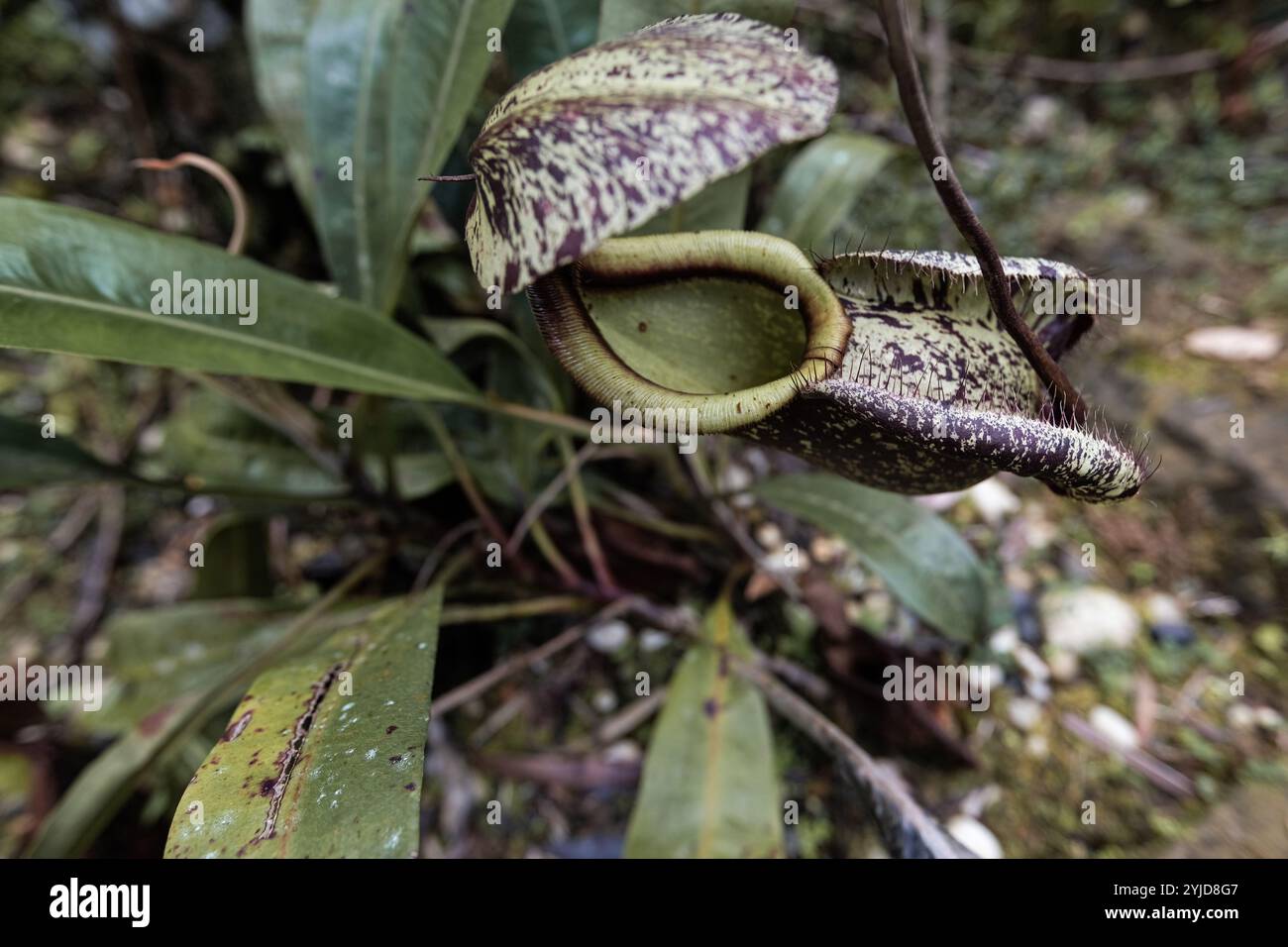 Insect trap pitcher plant in Borneo rainforest Malaysia Stock Photo - Alamy