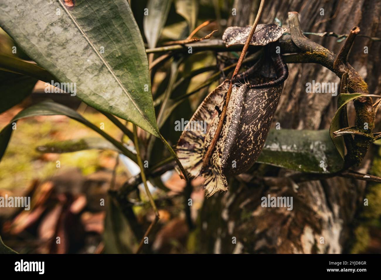 Insect trap pitcher plant in Borneo rainforest Malaysia Stock Photo - Alamy