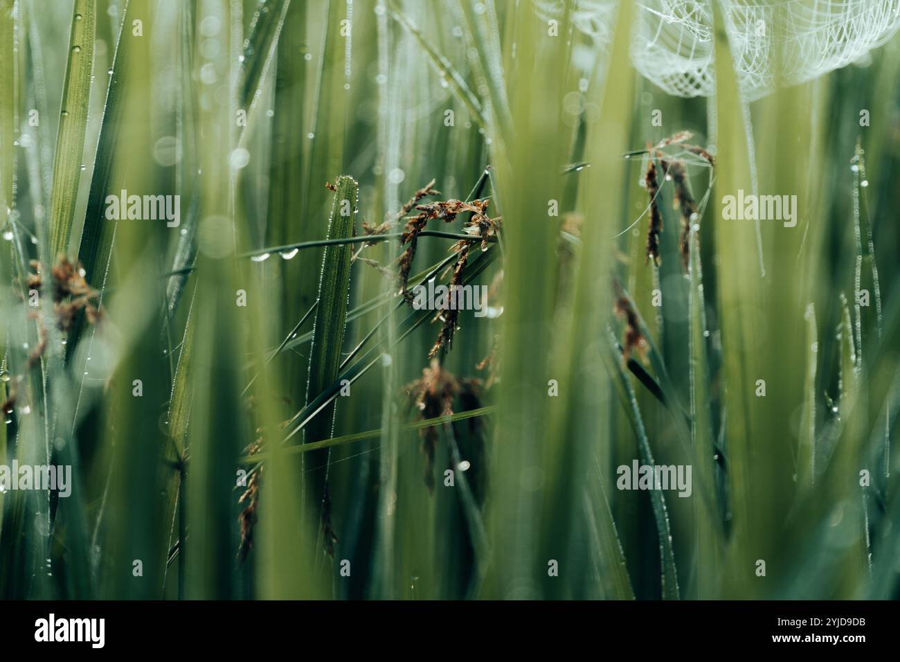 winter morning, misty morning, Golden Hour, Rice Fields: Where the ...