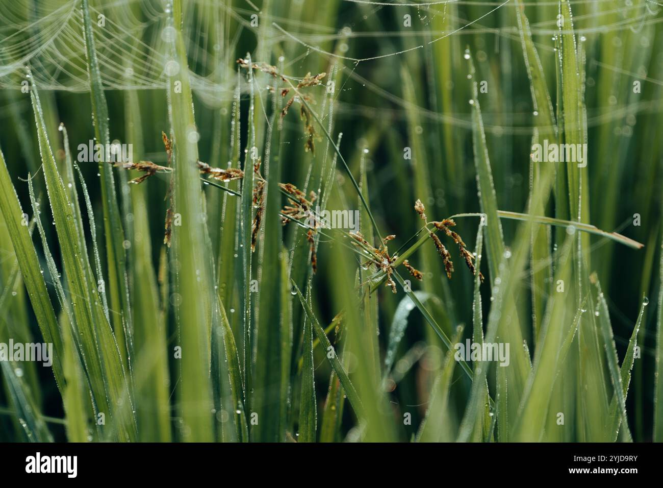 winter morning, misty morning, Golden Hour, Rice Fields: Where the ...