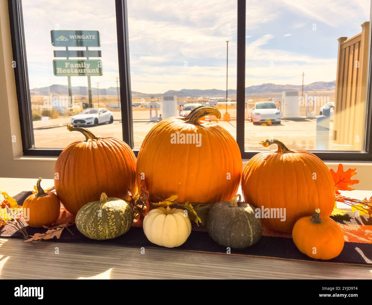Festive Pumpkin and Gourd Centerpiece with Scenic Window View Stock ...