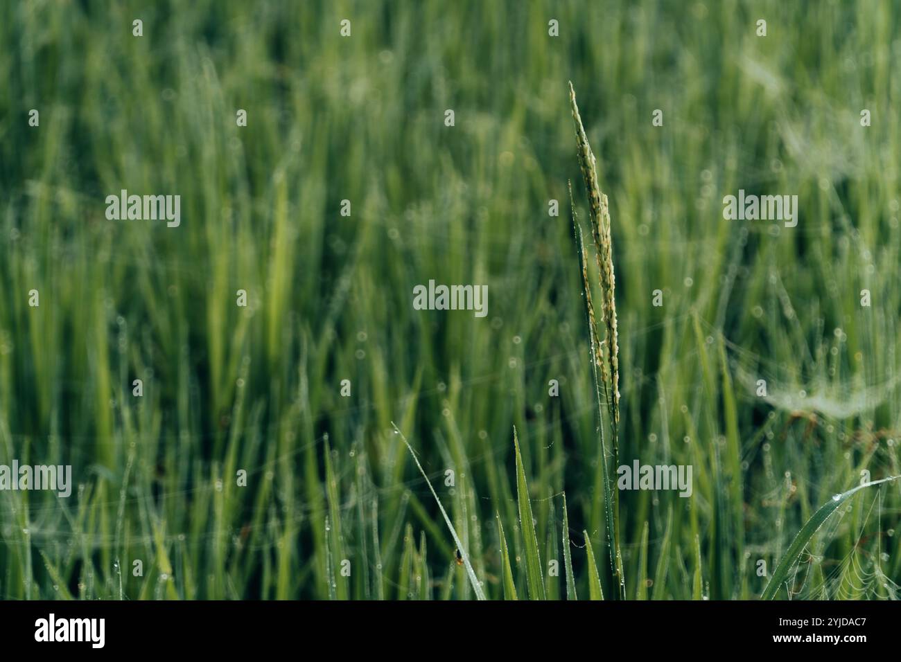 winter morning, misty morning, Golden Hour, Rice Fields: Where the ...