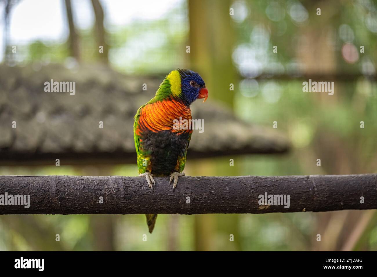 Rainbow lorikeet parrot in Kuala Lumpur Birds Park, Malaysia Stock ...
