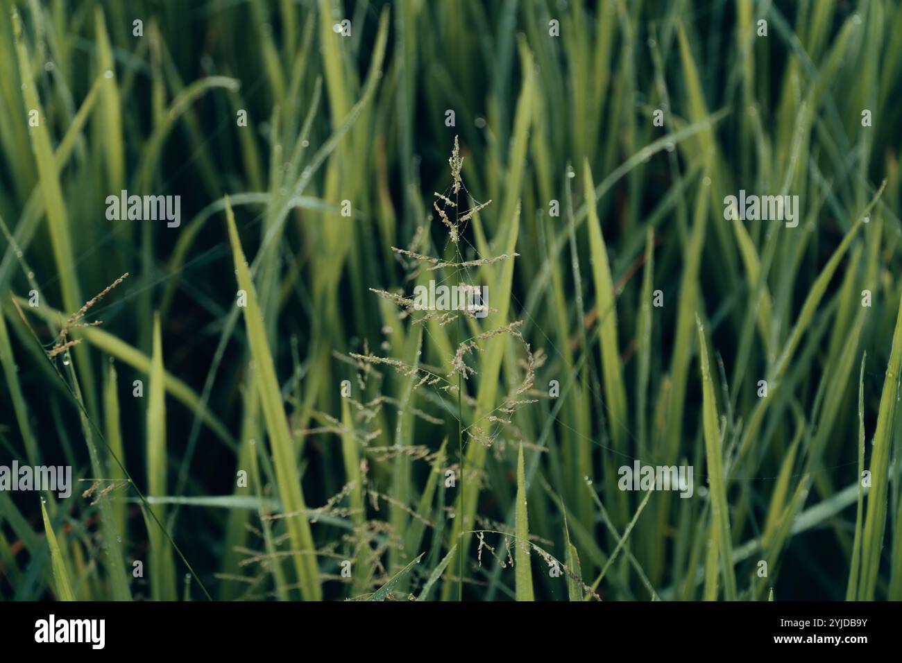 winter morning, misty morning, Golden Hour, Rice Fields: Where the ...