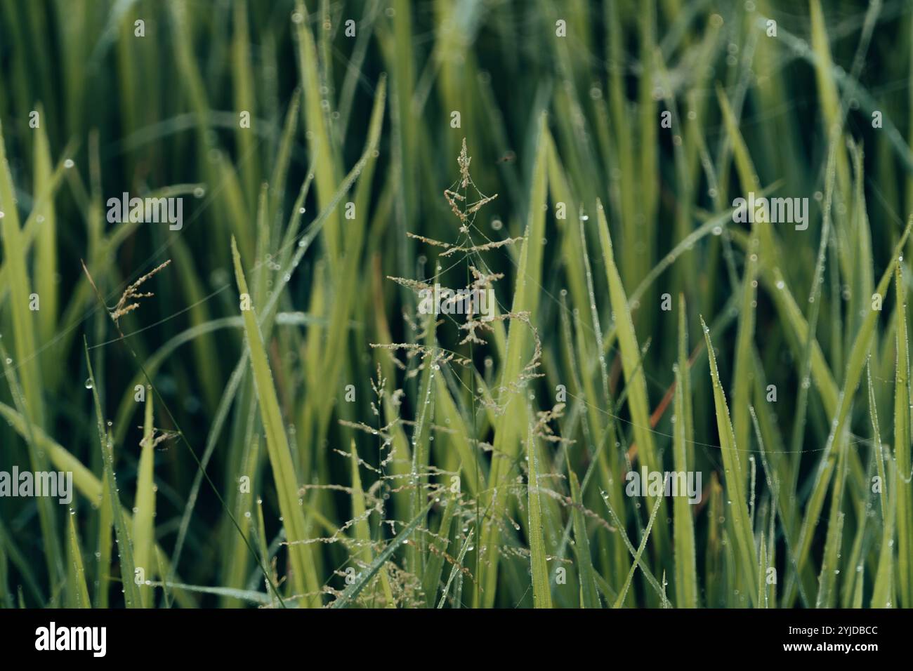 winter morning, misty morning, Golden Hour, Rice Fields: Where the ...