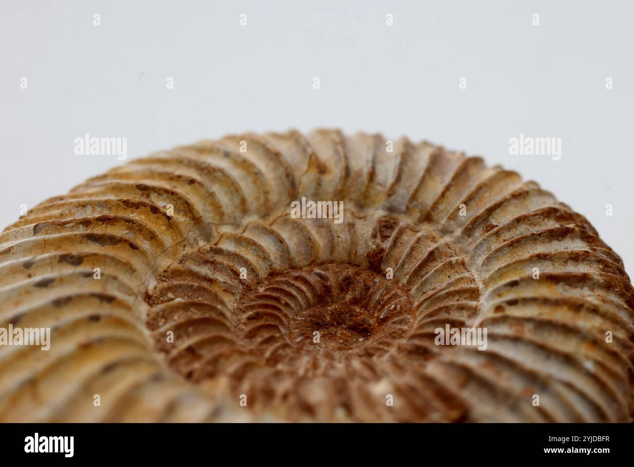 Fossil Amomonite, species Perispinctes in limestone matrix - Jurassic ...