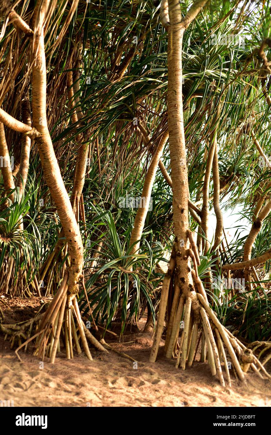 Pandanus sp. growing on a Phuket beach (Thailand Stock Photo - Alamy