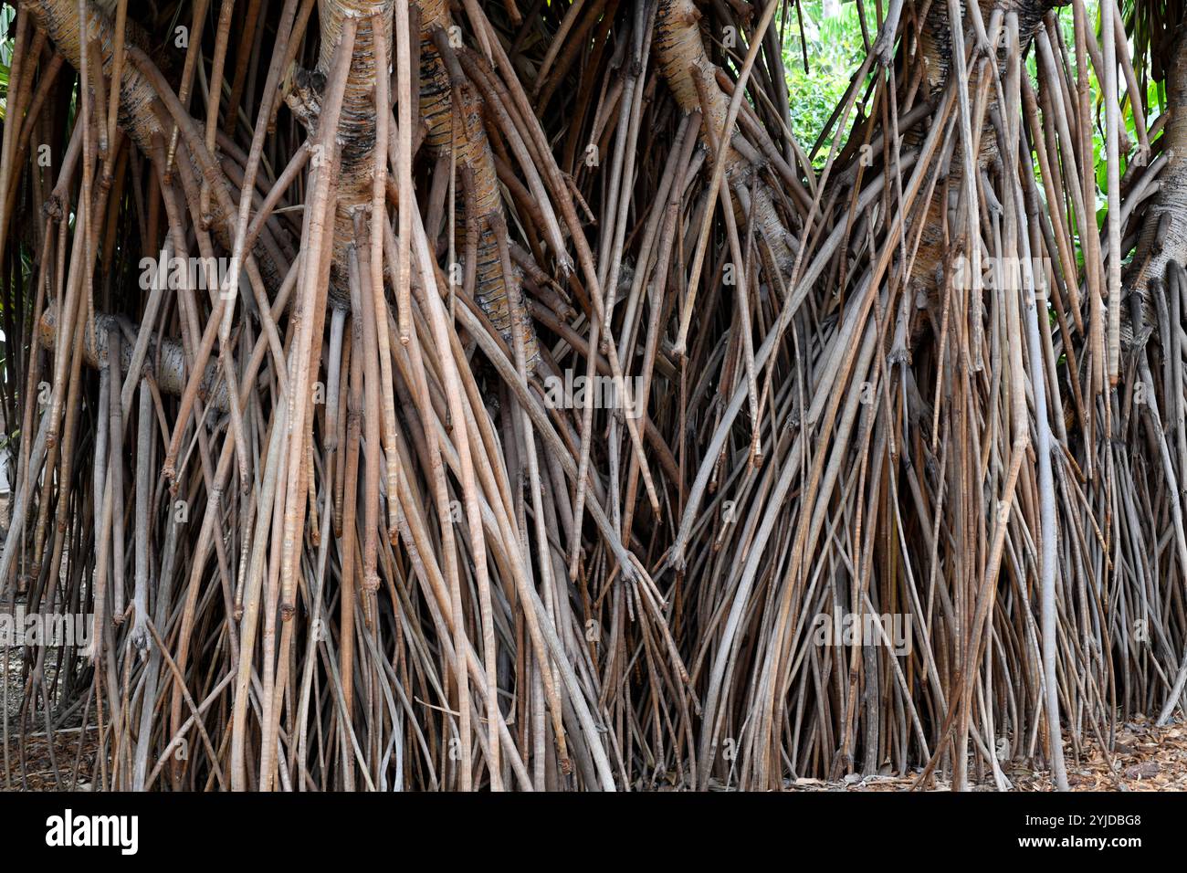 Screw palm (Pandanus baptistii) is a shrub or small tree native to Asia ...