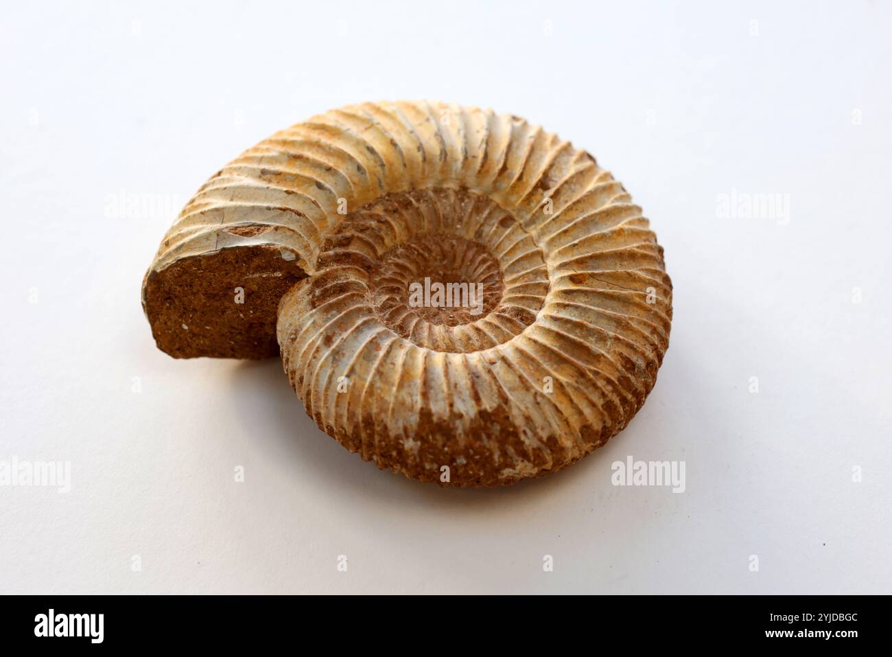 Fossil Amomonite, species Perispinctes in limestone matrix - Jurassic ...
