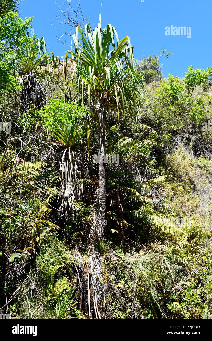 Pandanus variabilis is a small tree endemic to Madagascar. This photo ...