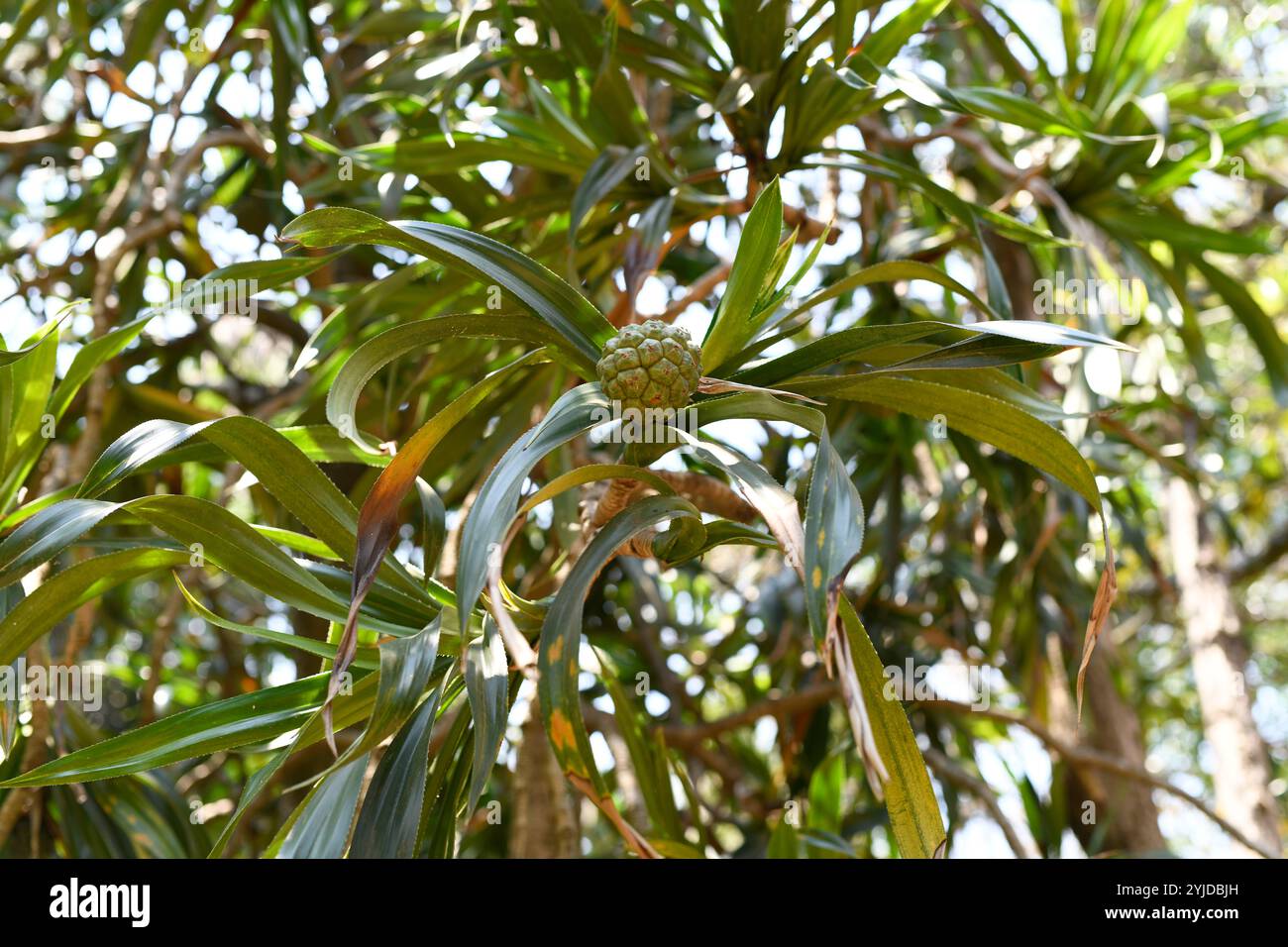 Pandanus variabilis is a small tree endemic to Madagascar. Fruit detail ...
