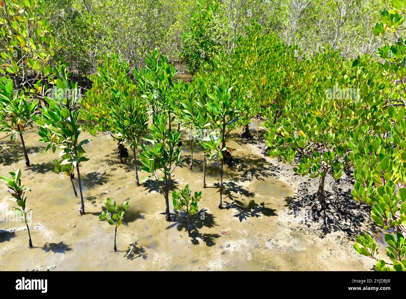 Large-leafed orange mangrove (Bruguiera gymnorhiza) is a tree native of ...