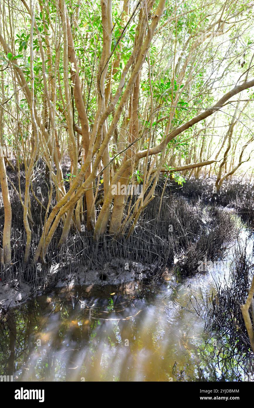 Spurred mangrove (Ceriops tagal) is a mangrove native to Indian Ocean ...