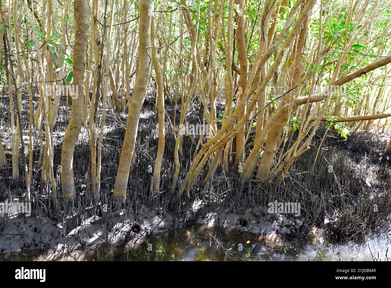Spurred mangrove (Ceriops tagal) is a mangrove native to Indian Ocean ...