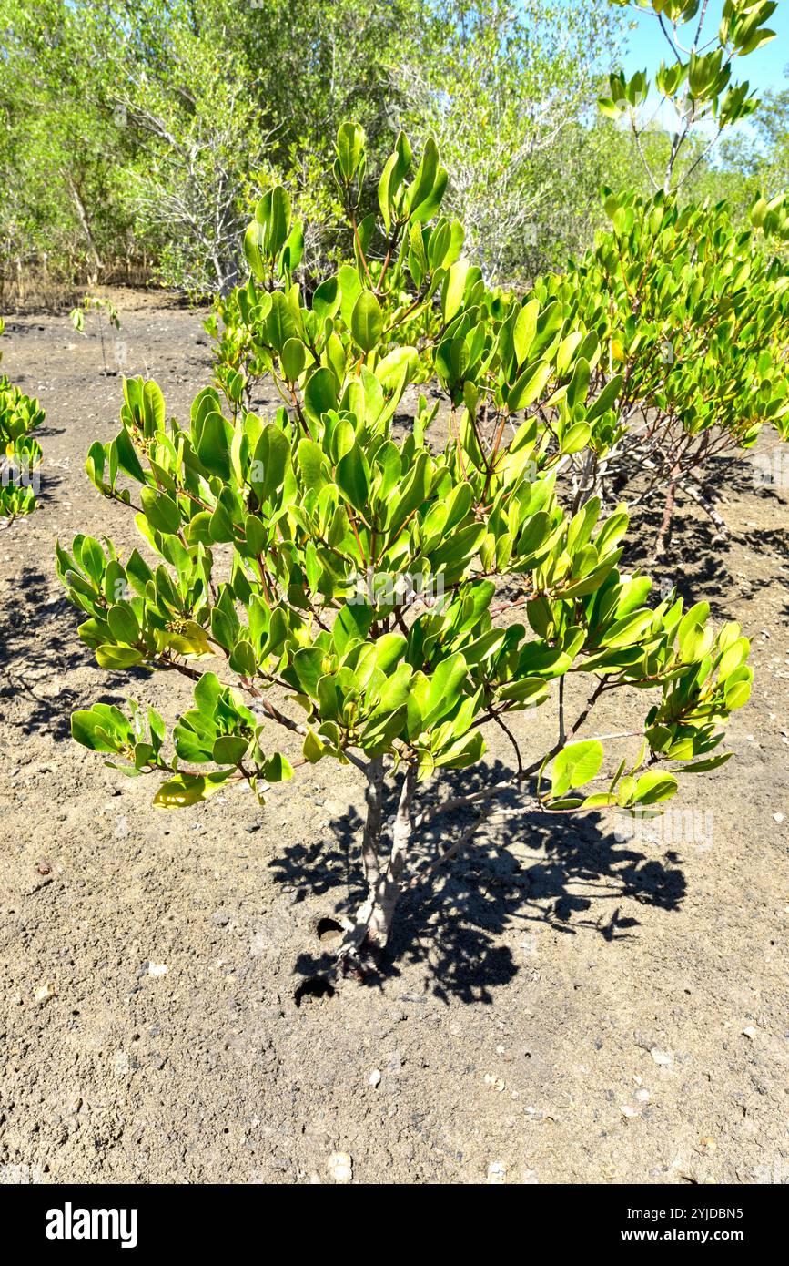 Spurred mangrove (Ceriops tagal) is a mangrove native to Indian Ocean ...