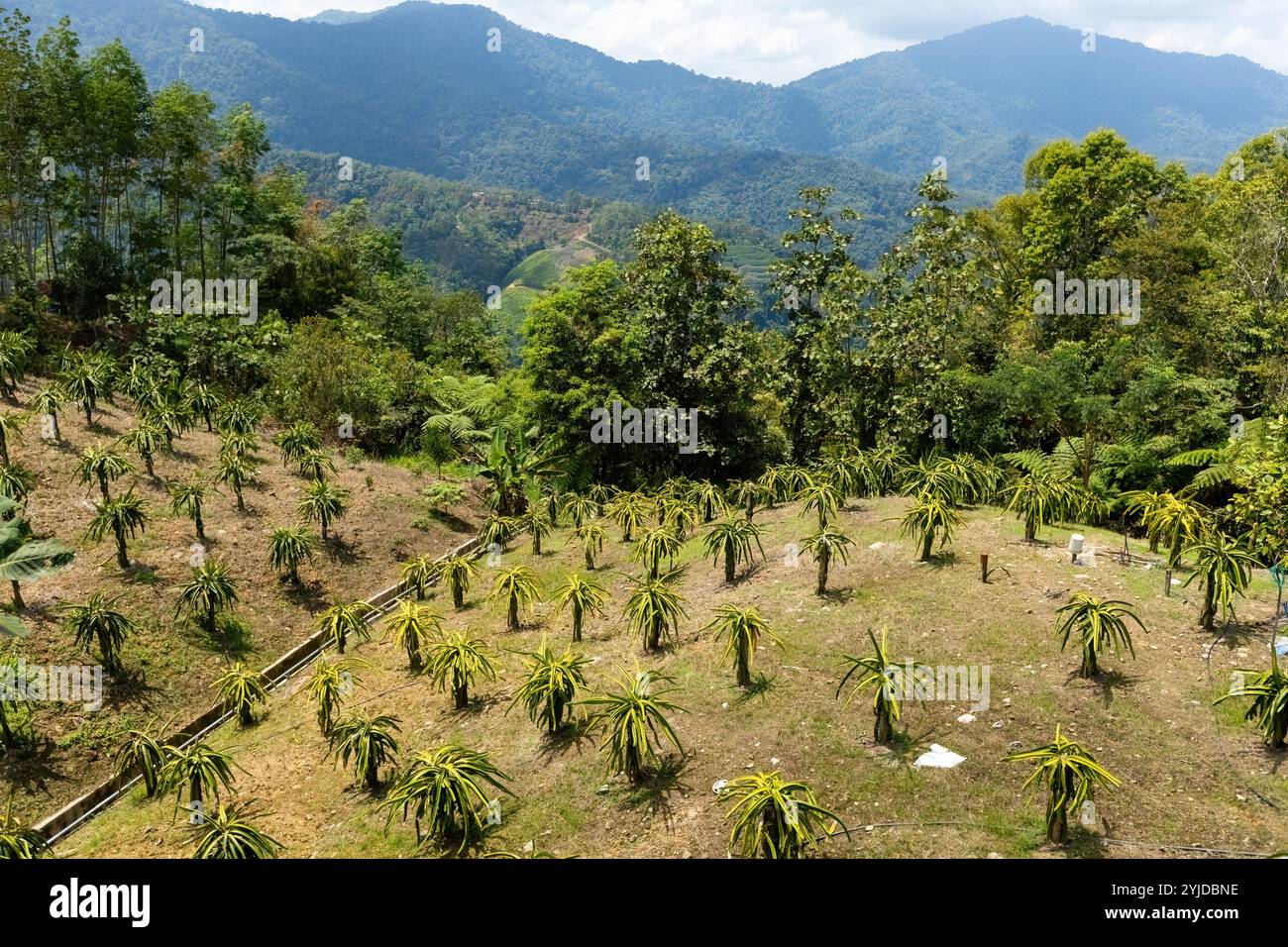 Dragonfruits plantation in Borneo Malaysia Stock Photo - Alamy