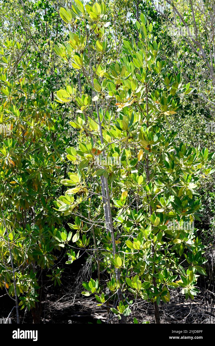 Red mangrove (Rhizophora mucronata) is a tree native to Indo-Pacific ...
