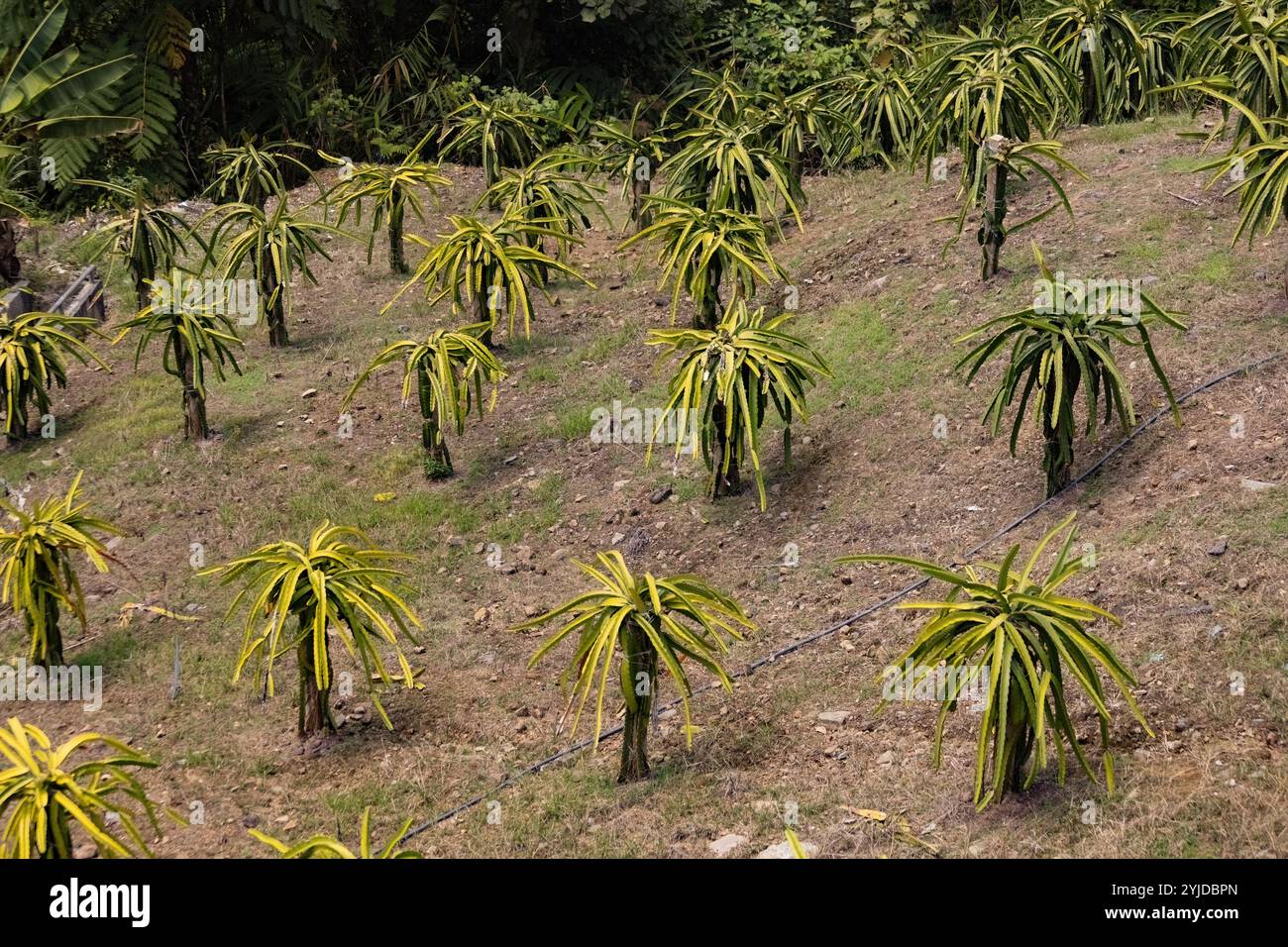 Dragonfruit fields hi-res stock photography and images - Alamy