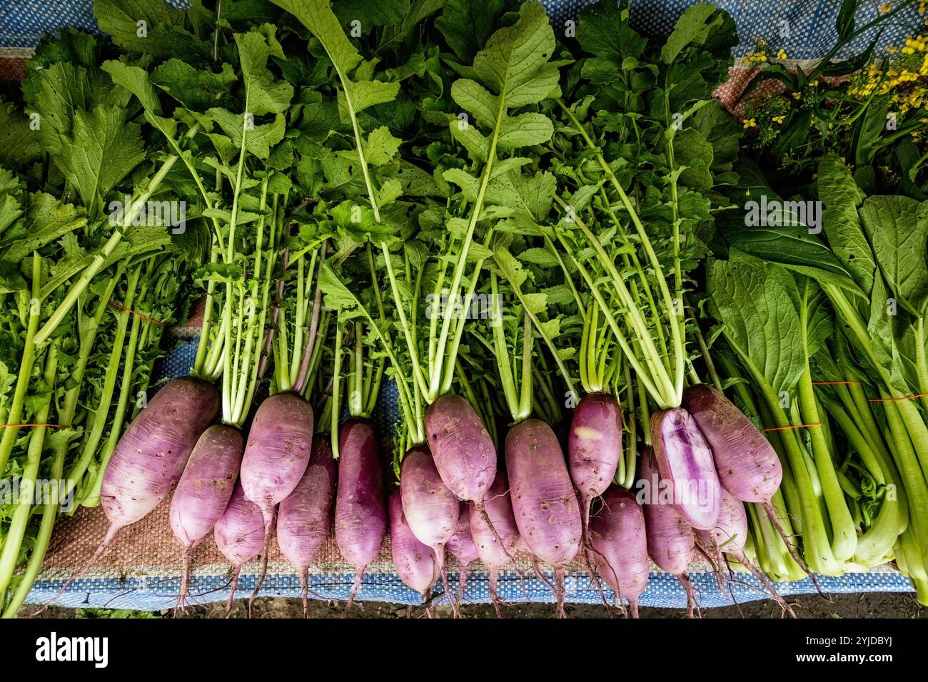 Fresh daikon on market hi-res stock photography and images - Alamy
