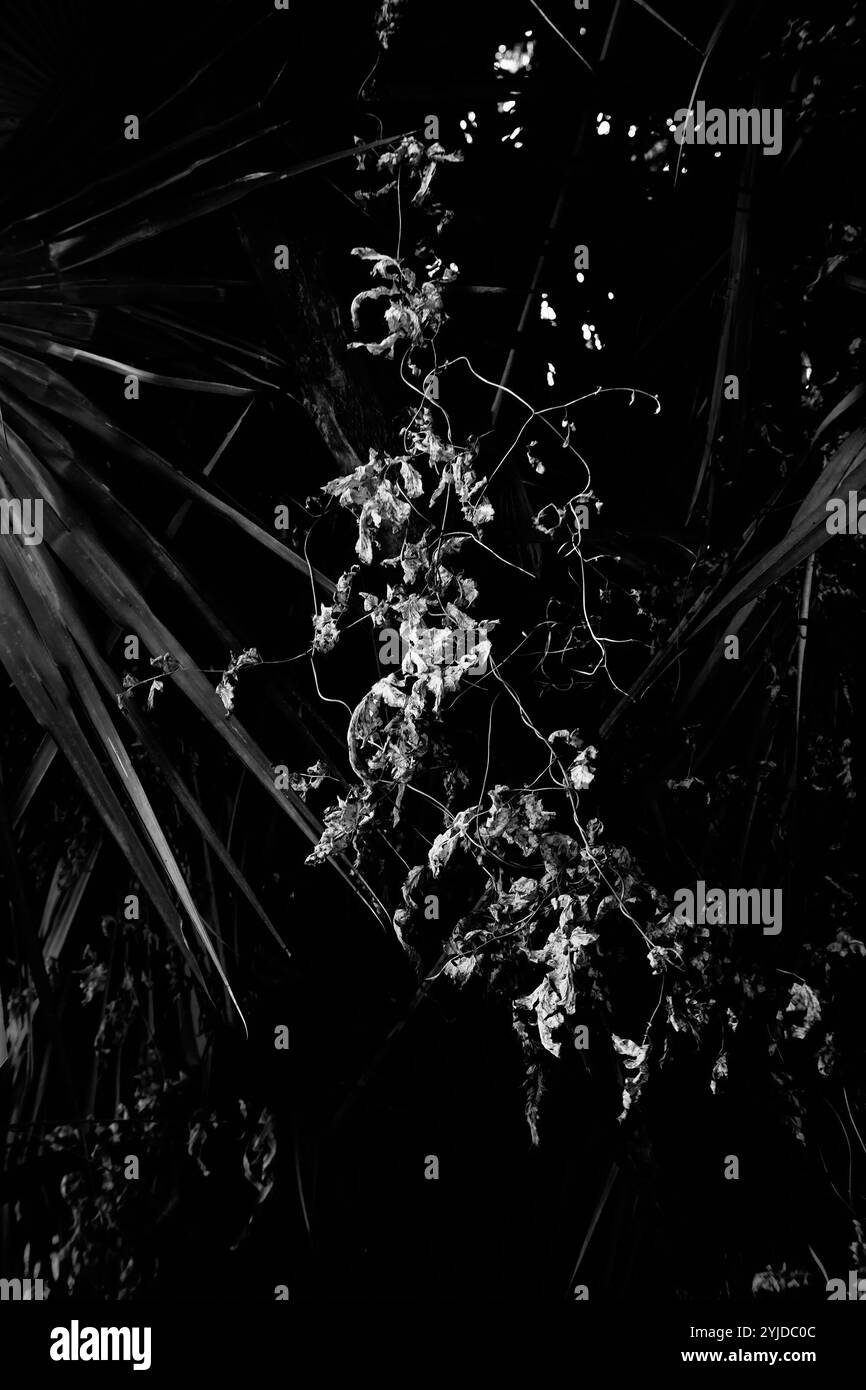 Dry leaves wood texture Black and White Stock Photos & Images - Alamy