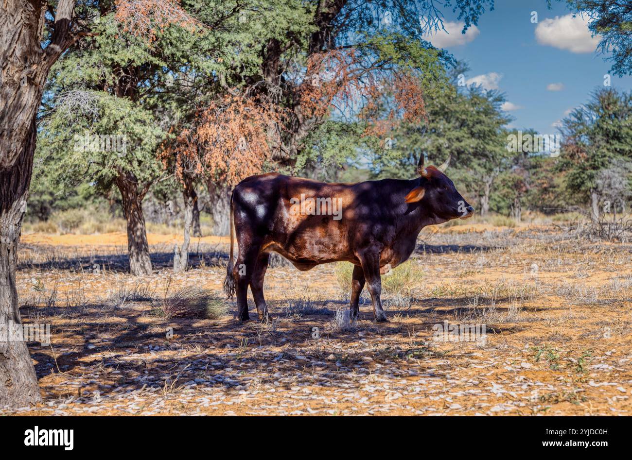 village african cattle ngudi bull resting in the shade of a tree on ...