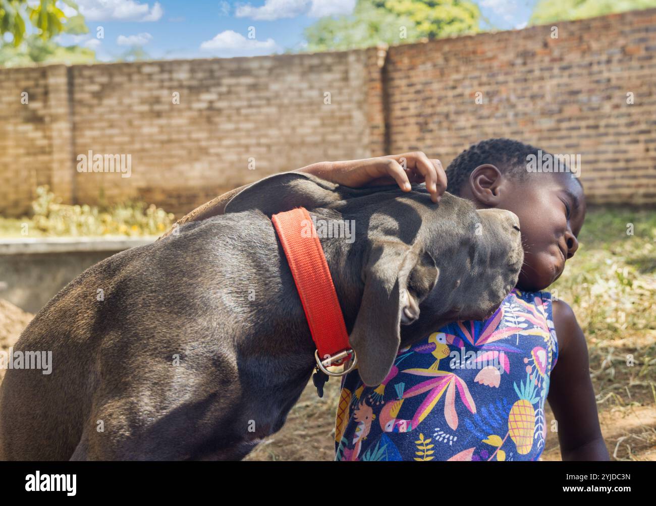 african girl owner, dog licking owner, playing with the dog outdoors in ...