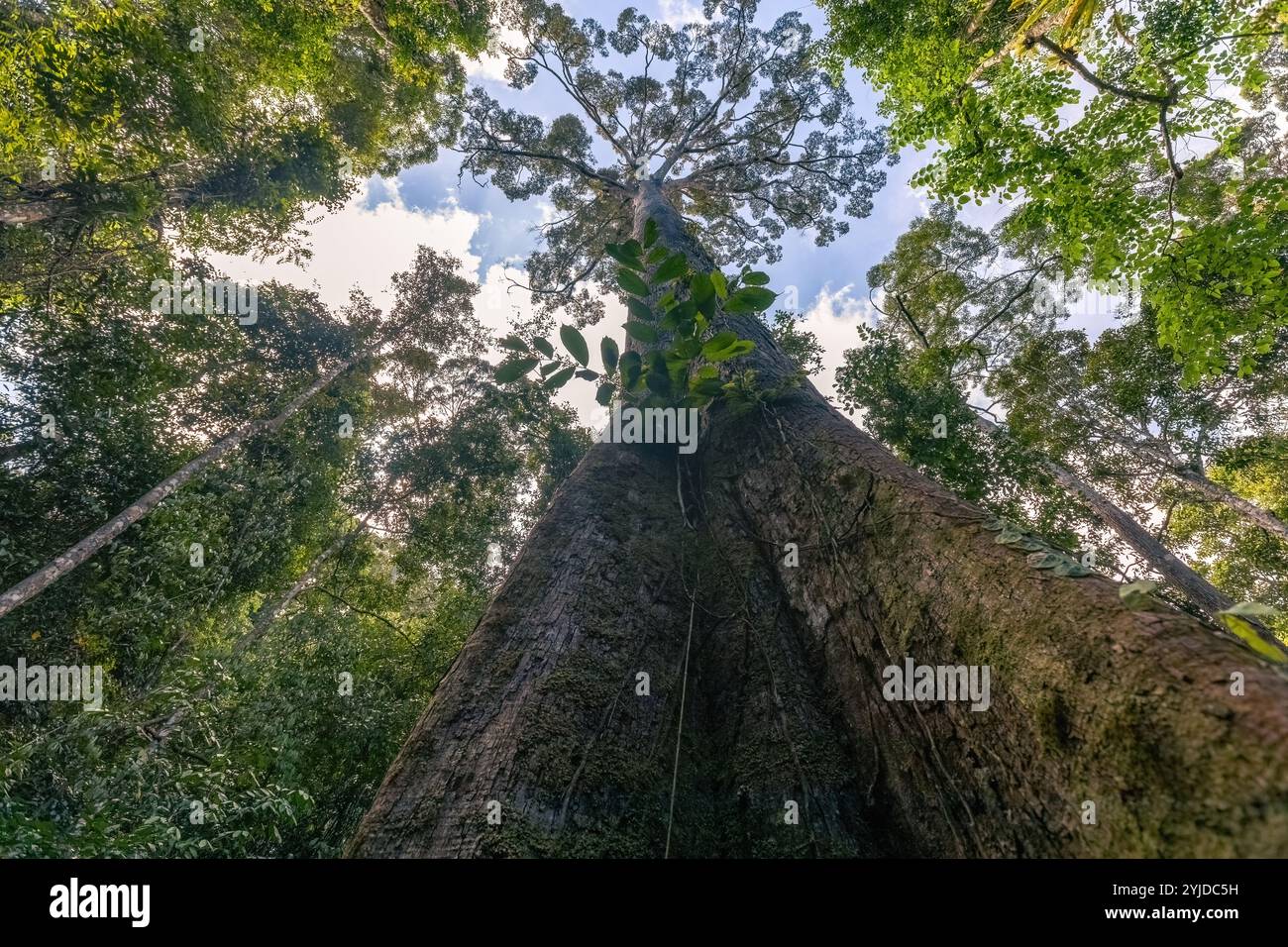 Giant trees in Borneo Rainforest Malaysia Stock Photo - Alamy
