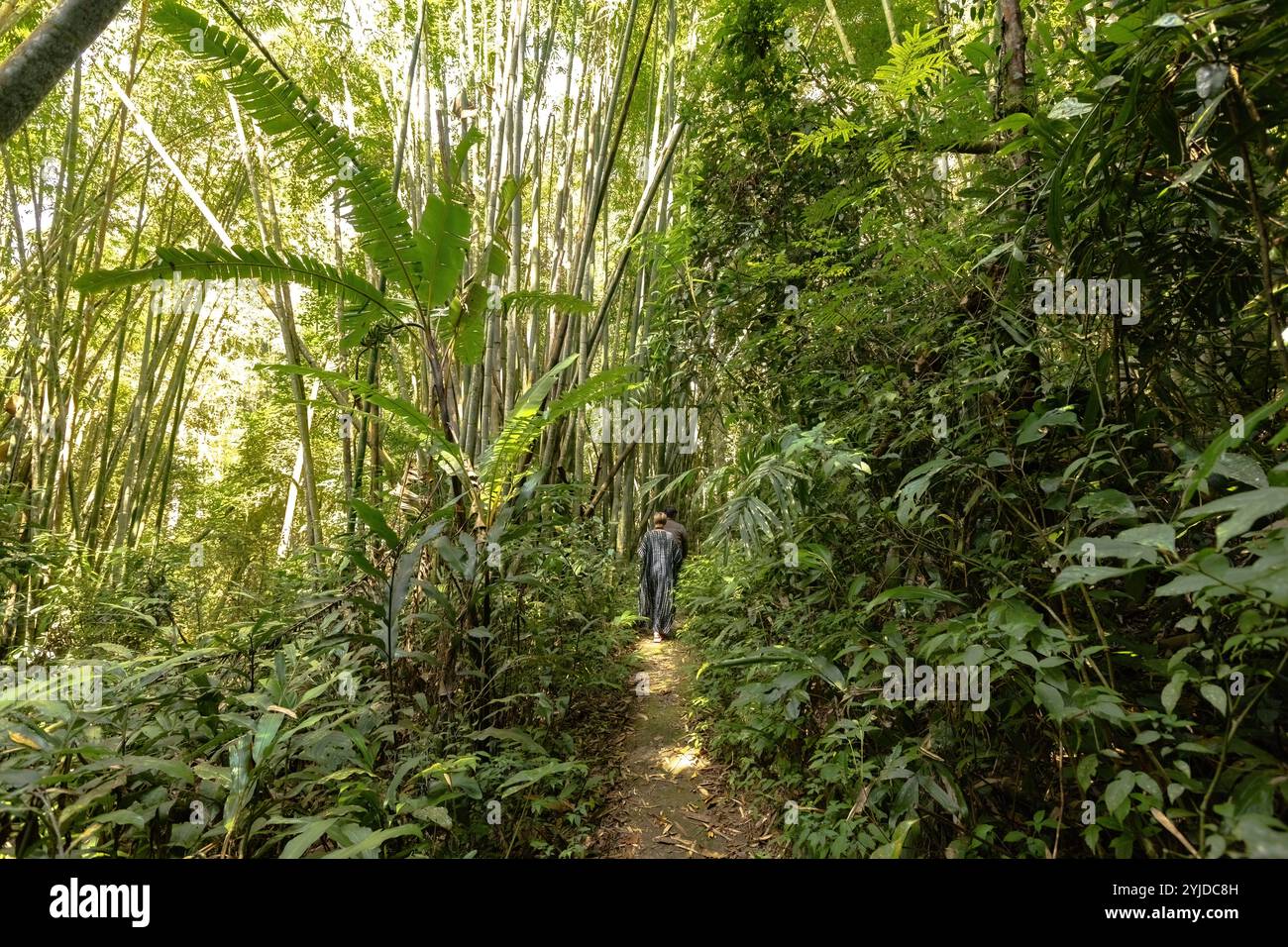 Tropical rainforest walk path eco hi-res stock photography and images ...