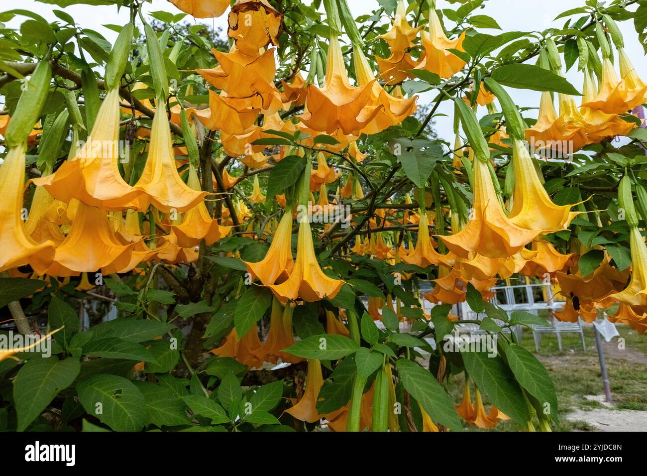 Orange bell flowers in Borneo garden, Malaysia Stock Photo - Alamy