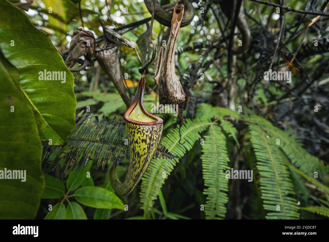 Insect trap pitcher plant in Borneo rainforest Malaysia Stock Photo - Alamy