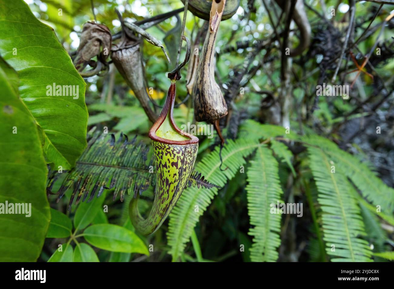 Insect trap pitcher plant in Borneo rainforest Malaysia Stock Photo - Alamy