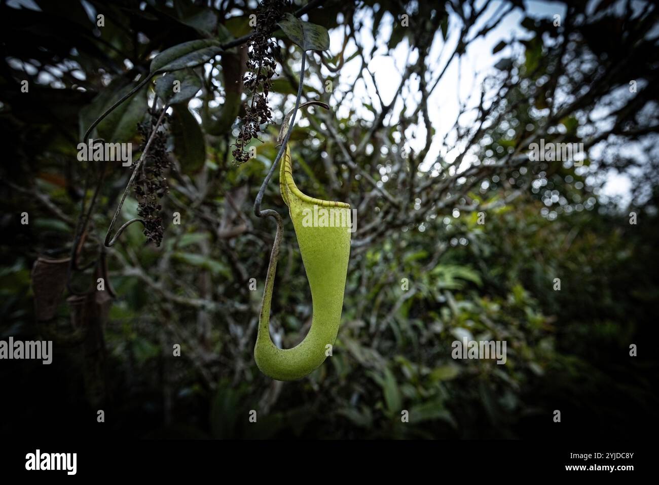 Insect trap pitcher plant in Borneo rainforest Malaysia Stock Photo - Alamy