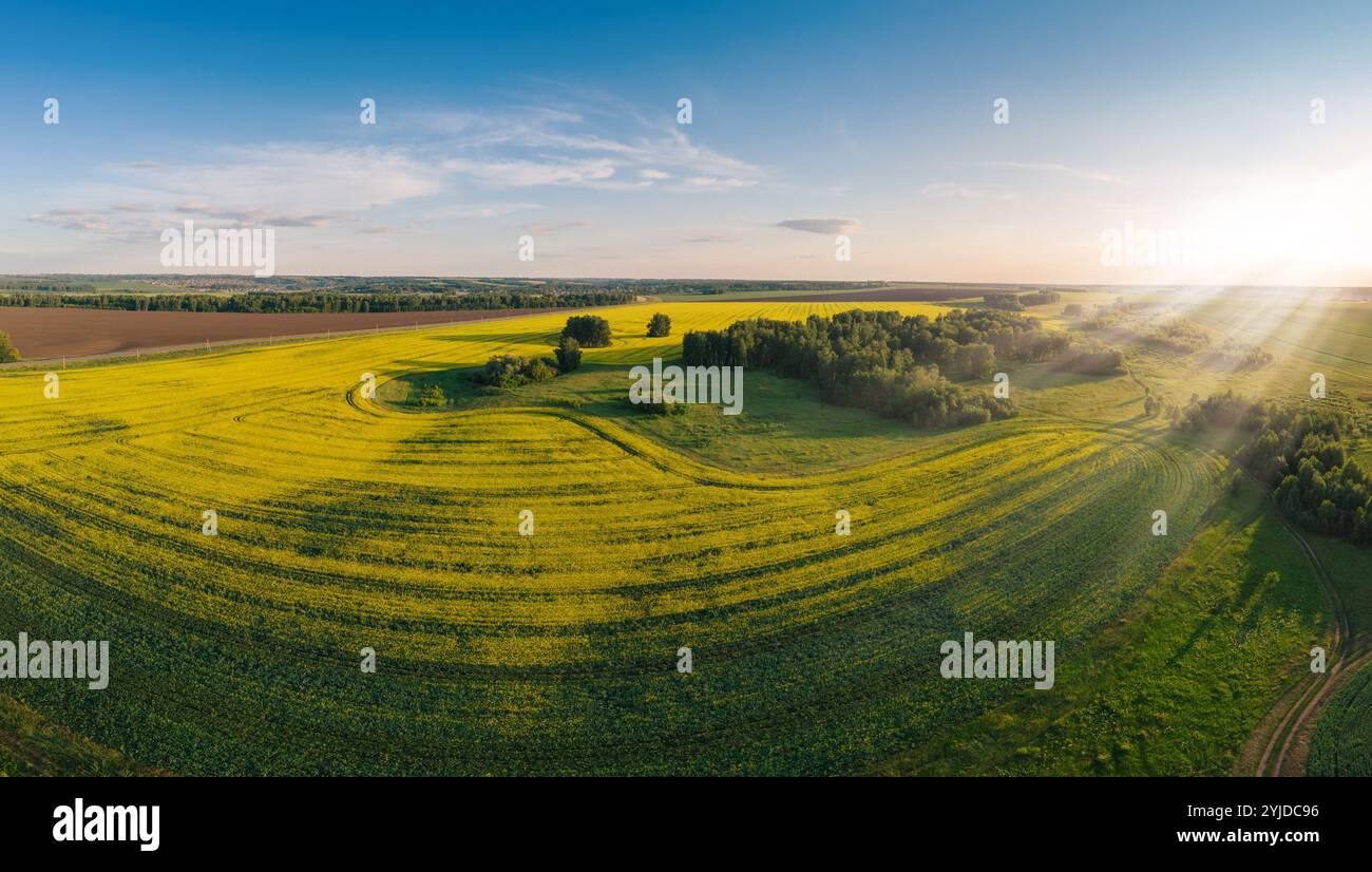Aerial panorama of expansive, vibrant yellow canola fields in full ...