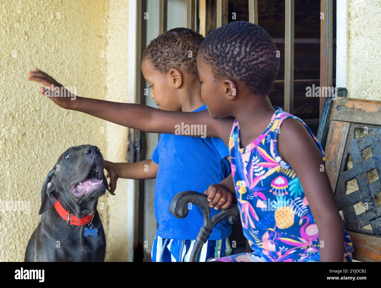 African village , kids playing with the black boerboel dog . Girl with ...