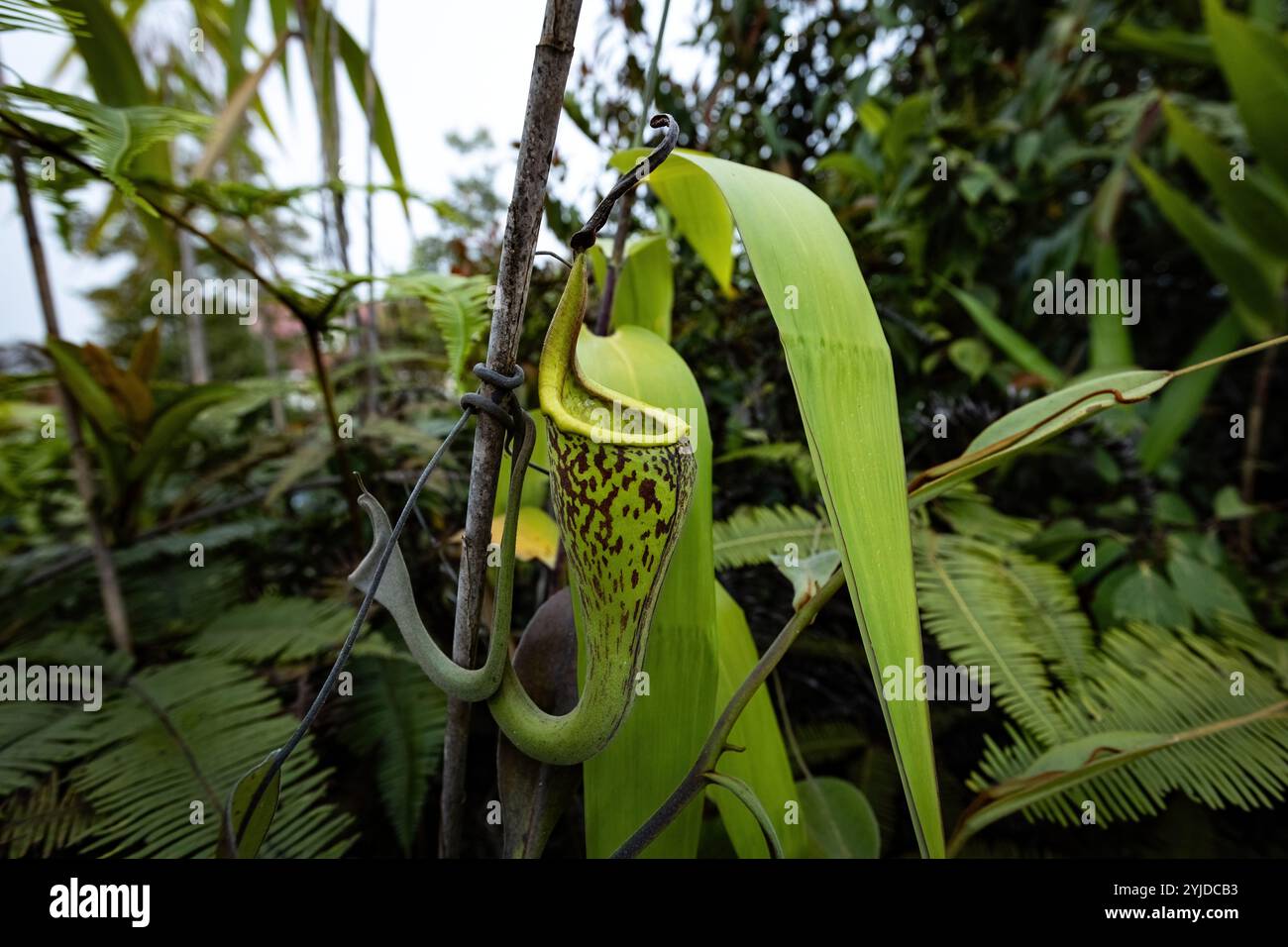 Insect trap pitcher plant in Borneo rainforest Malaysia Stock Photo - Alamy