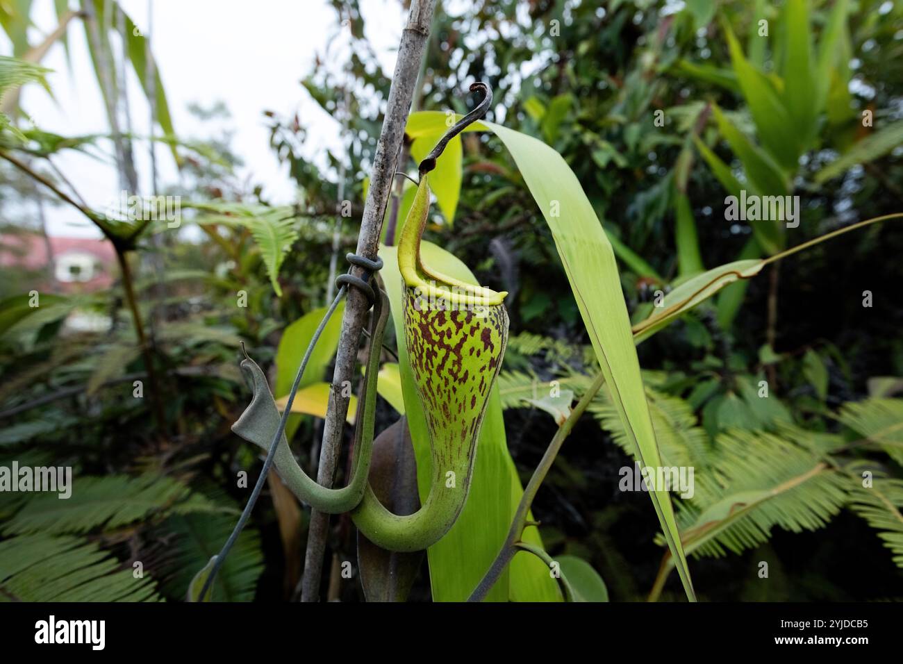 Insect trap pitcher plant in Borneo rainforest Malaysia Stock Photo - Alamy