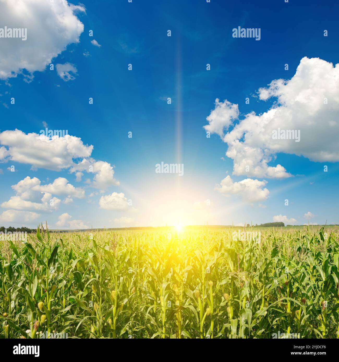 Corn field agriculture hi-res stock photography and images - Alamy