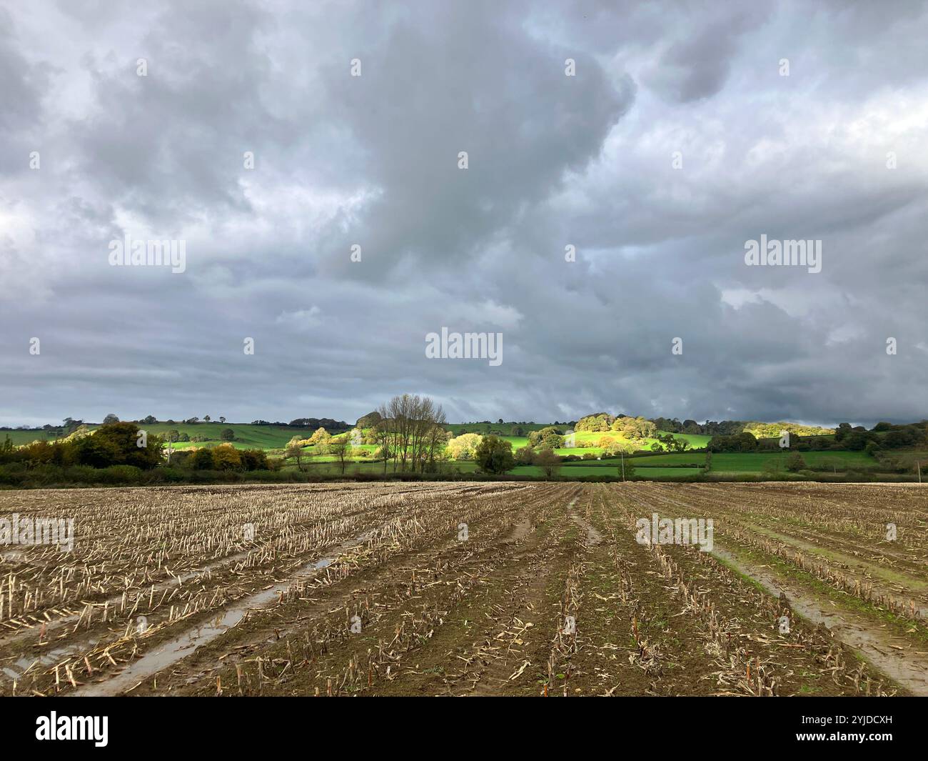 Storm clouds over waterlogged field of maize stubble with sunlight on ...